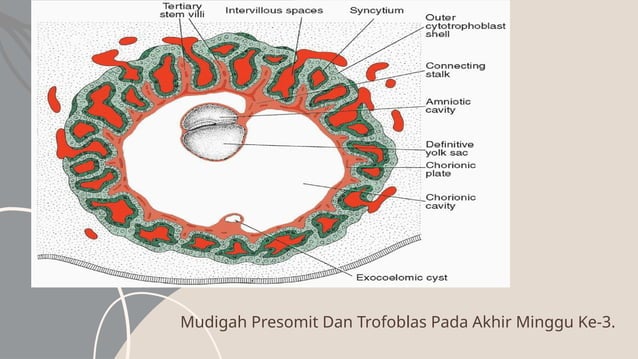 Pertumbuhan dan Perkembangan Janin normal | PPTX