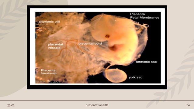 Pertumbuhan dan Perkembangan Janin normal | PPTX
