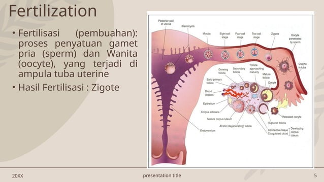 Pertumbuhan dan Perkembangan Janin normal | PPTX