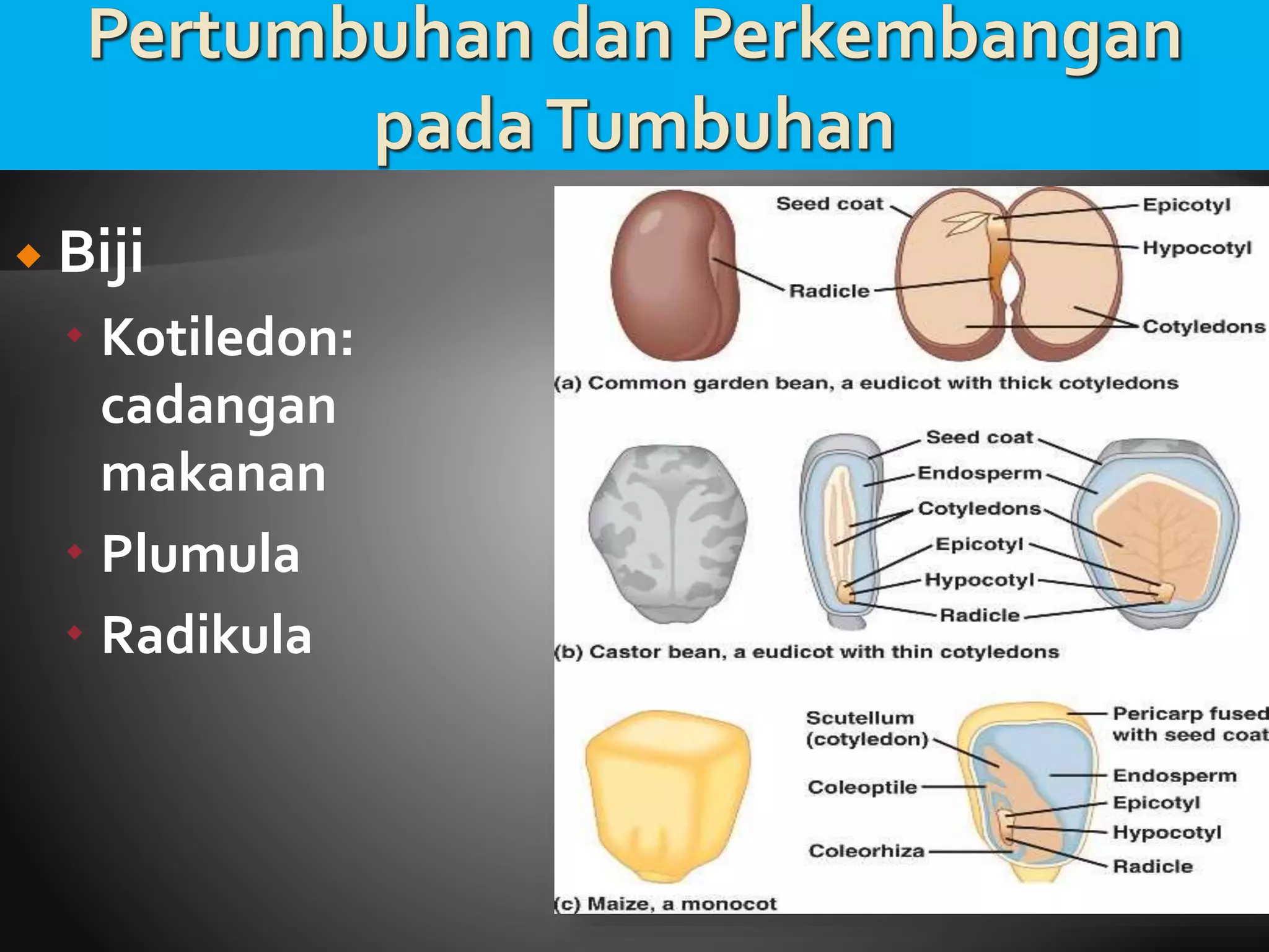 Pertumbuhan dan Perkembangan Makhluk Hidup | PPTX