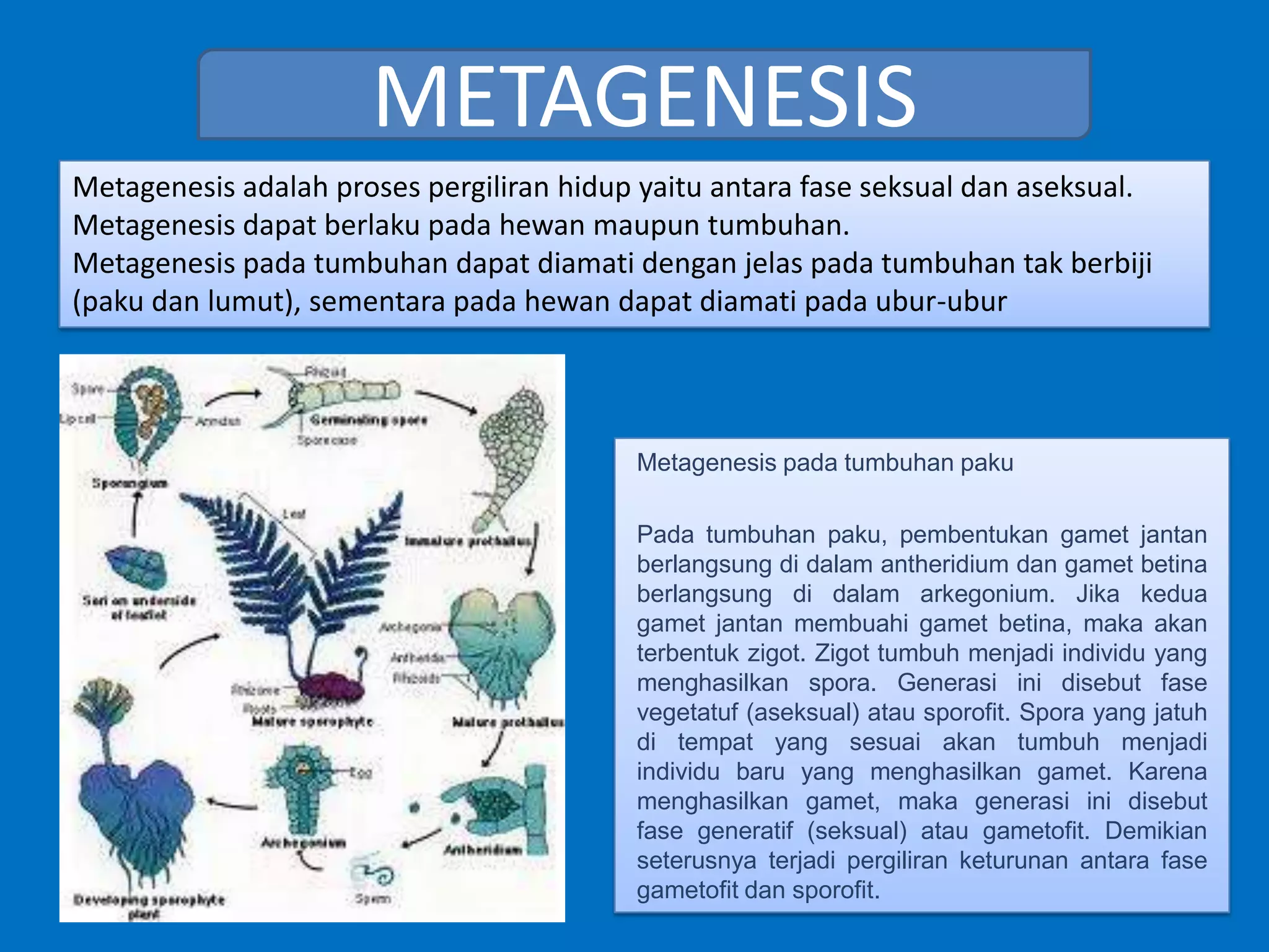 Pertumbuhan dan Perkembangan Makhluk Hidup SMP Kelas 8 | PPTX