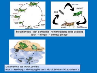 Pertumbuhan dan Perkembangan Makhluk Hidup SMP Kelas 8 | PPTX