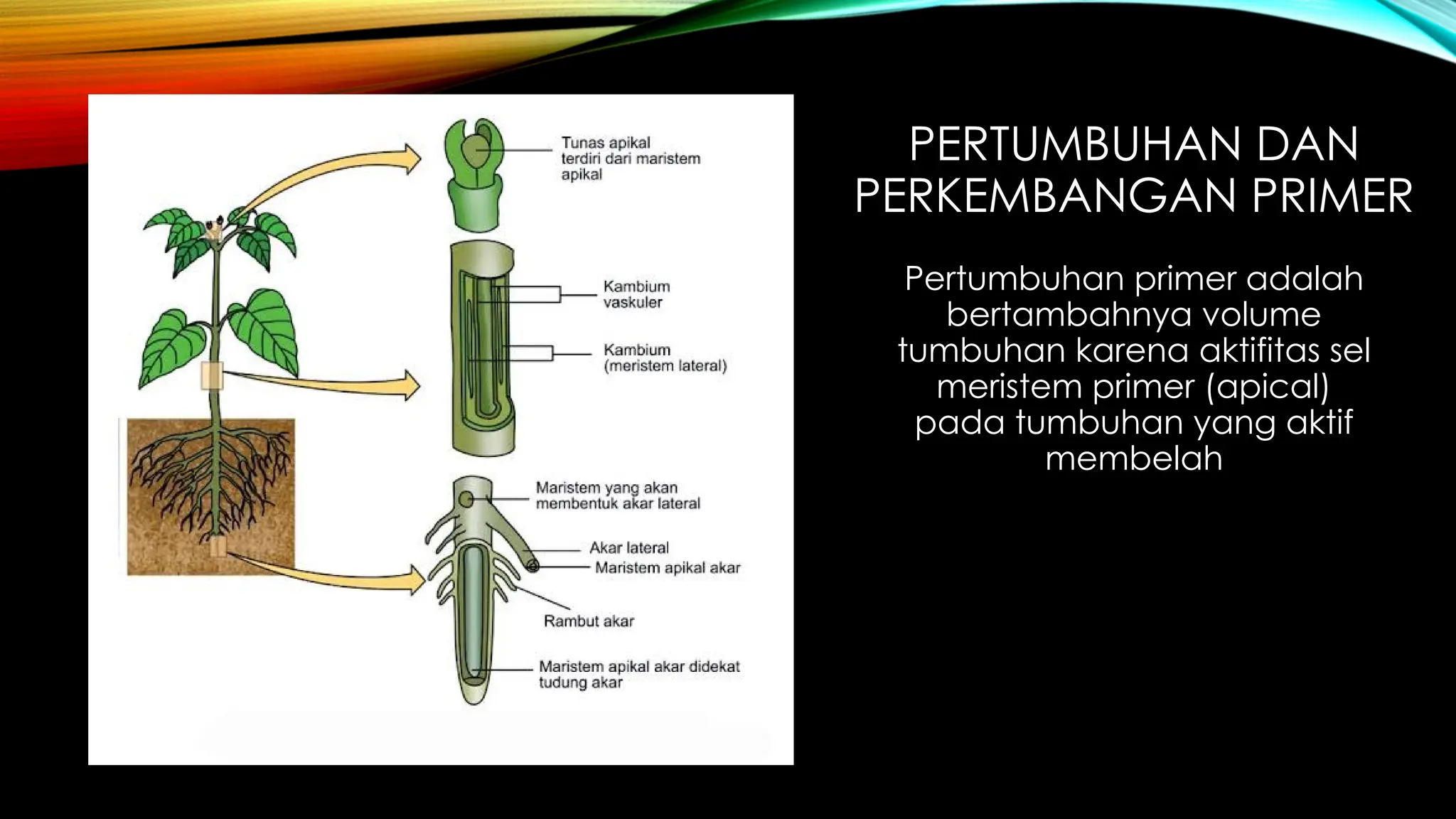 PERTUMBUHAN DAN PERKEMBANGAN MAKHLUK HIDUP.pptx