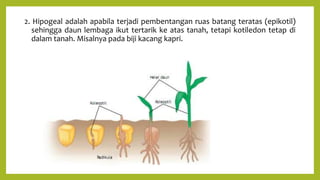 Pertumbuhan dan perkembangan makhluk hidup (tumbuhan) | PPT