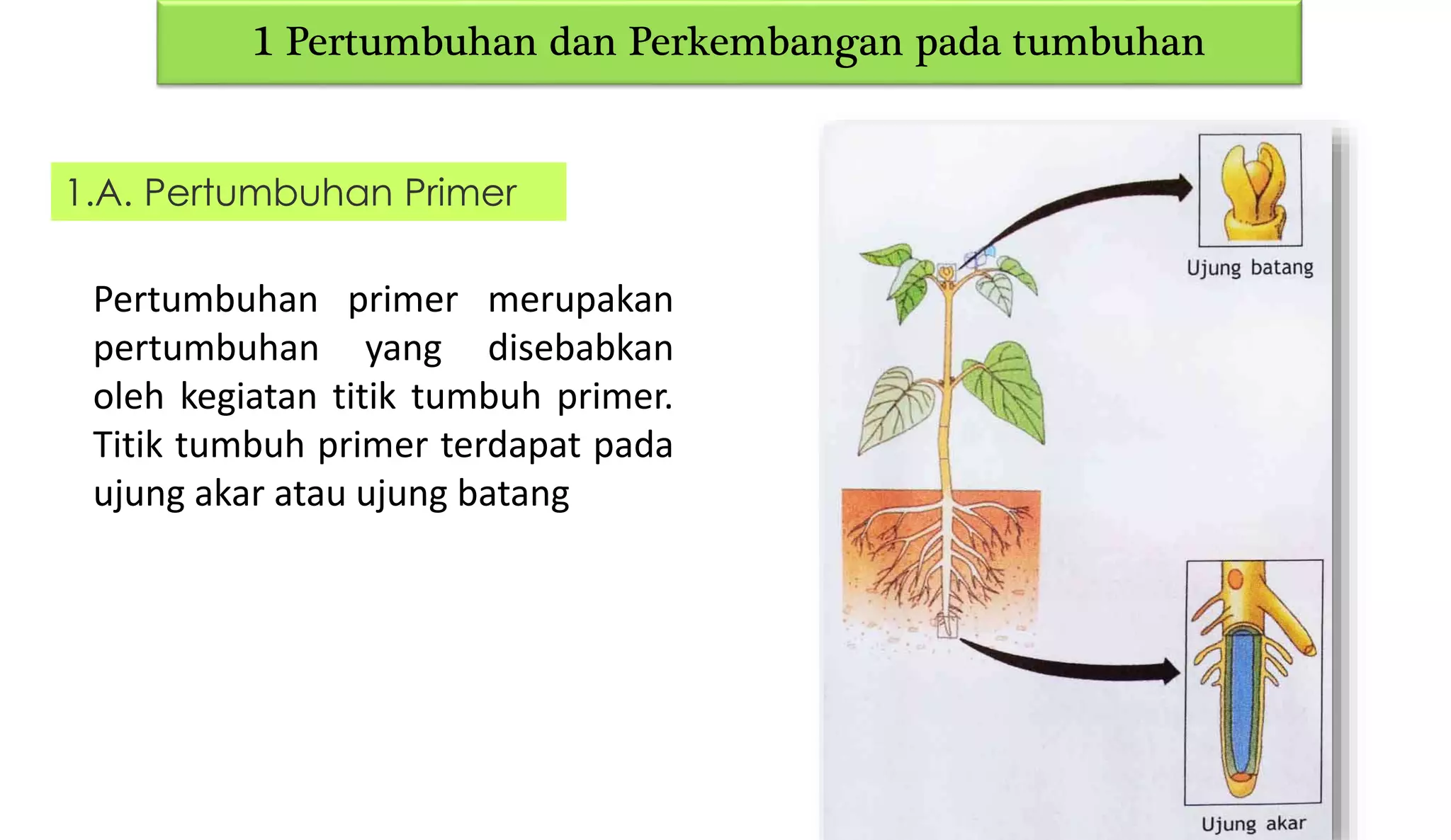Pertumbuhan dan perkembangan pada tumbuhan | PPTX