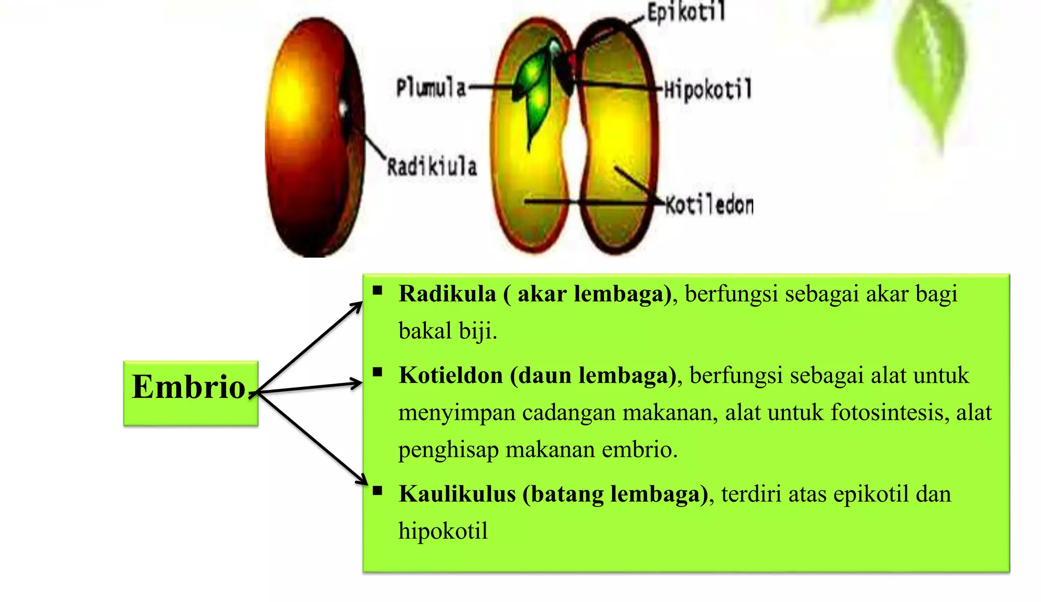 Pertumbuhan dan perkembangan pada tumbuhan | PPTX