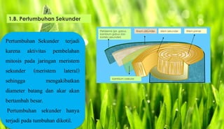 Pertumbuhan dan perkembangan pada tumbuhan | PPTX