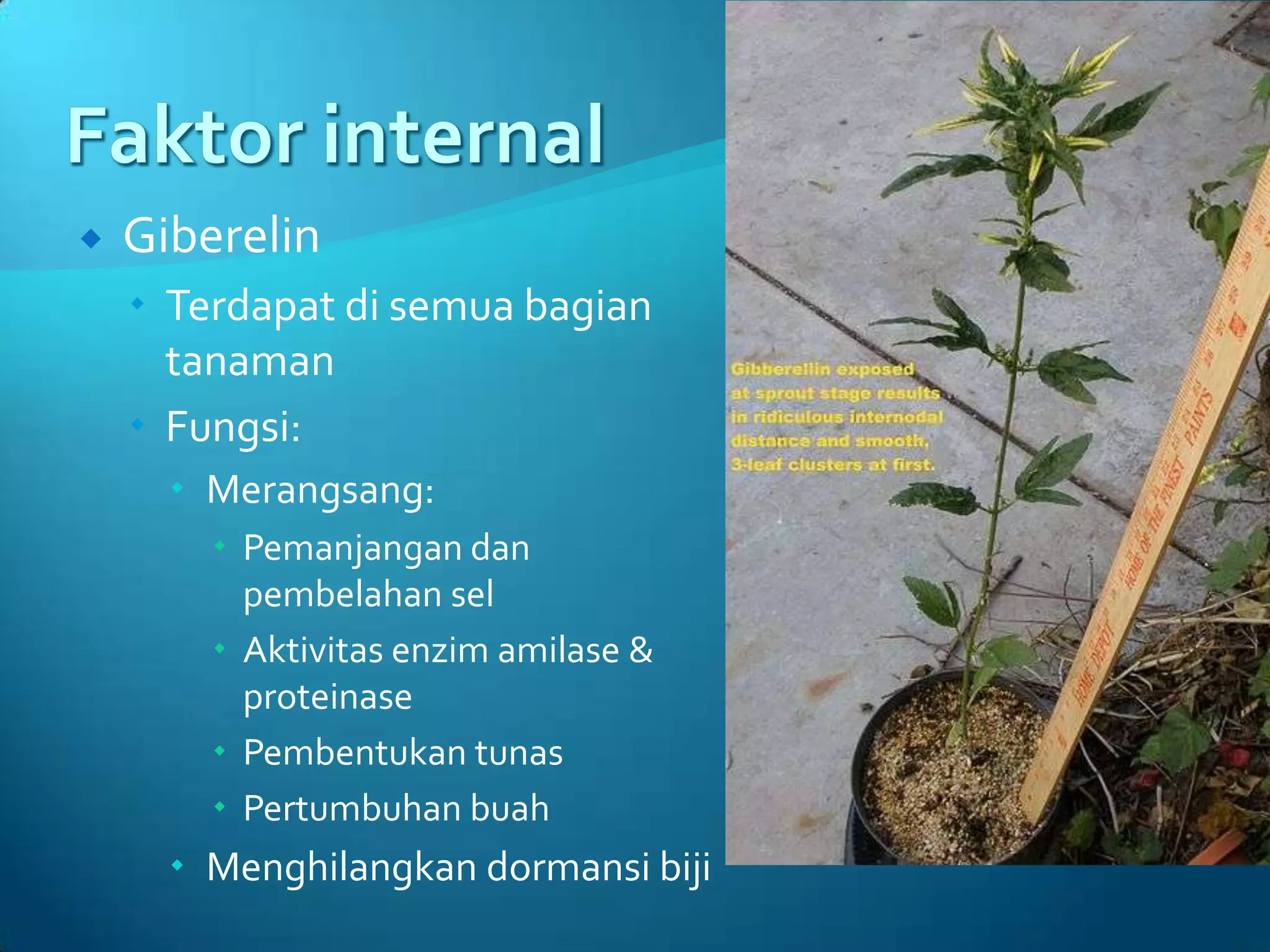 Pertumbuhan dan Perkembangan Tumbuhan | PPTX