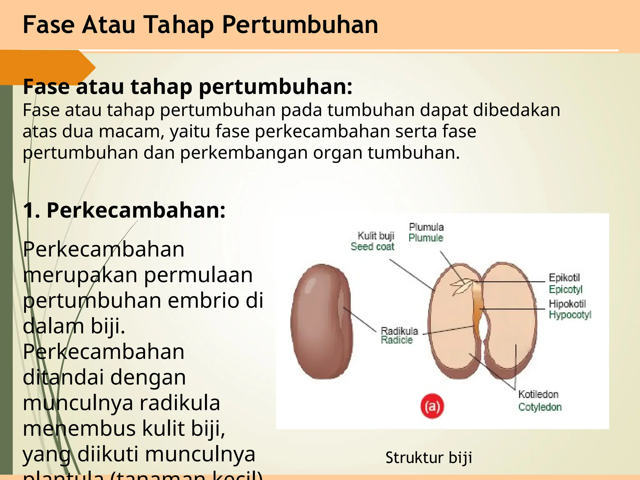 PERTUMBUHAN DAN PERKEMBANGAN TUMBUHAN.ppt