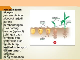 PERTUMBUHAN DAN PERKEMBANGAN TUMBUHAN.ppt