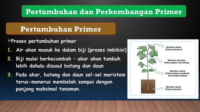 Pertumbuhan dan perkembangan tumbuhan.pptx