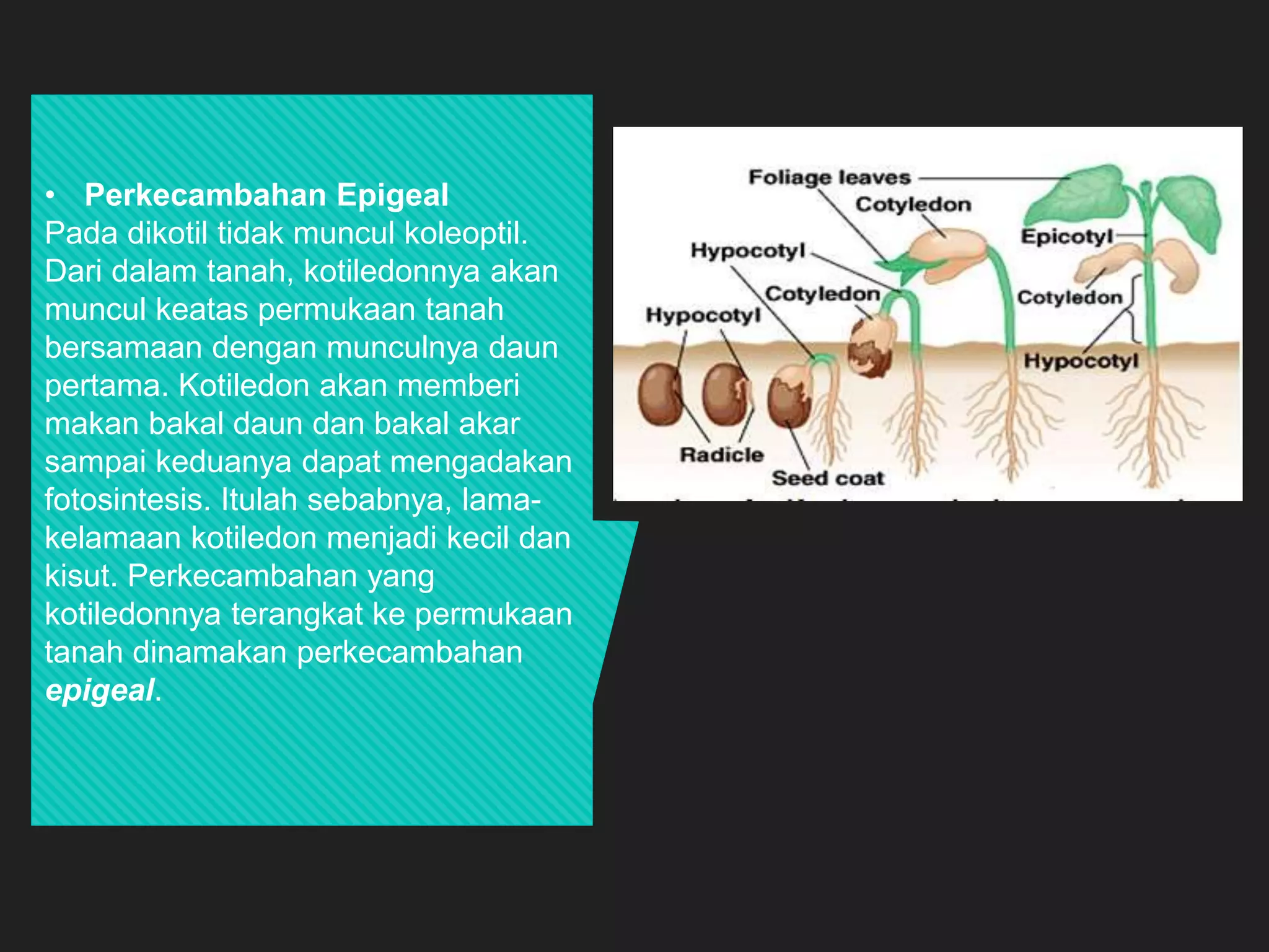 Pertumbuhan dan perkembangan tumbuhan | PPTX