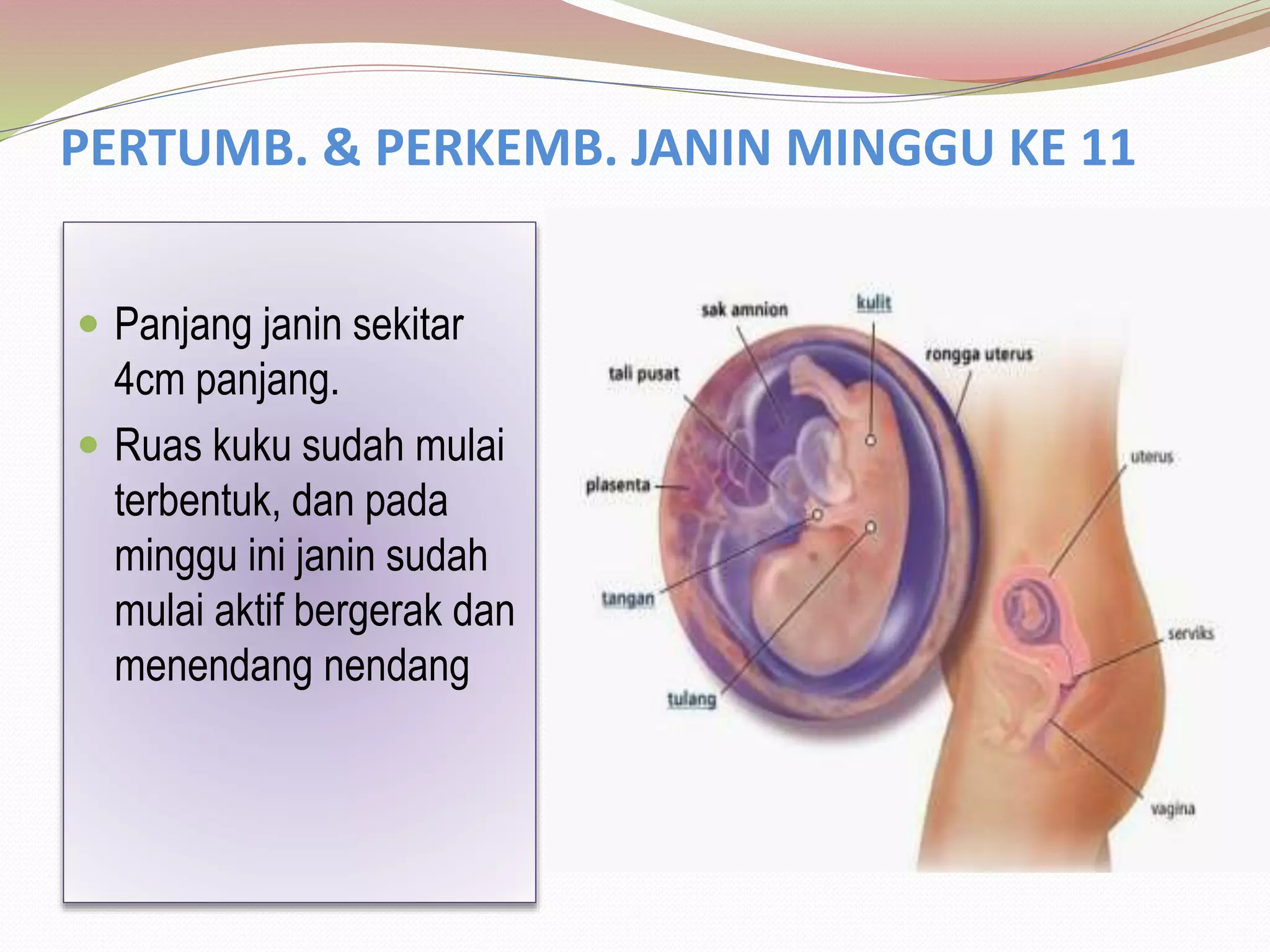 Pertumbuhan & perkembangan hasil konsepsi | PPTX