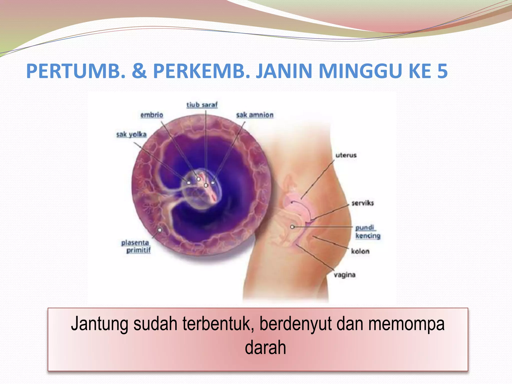 Pertumbuhan & perkembangan hasil konsepsi | PPTX