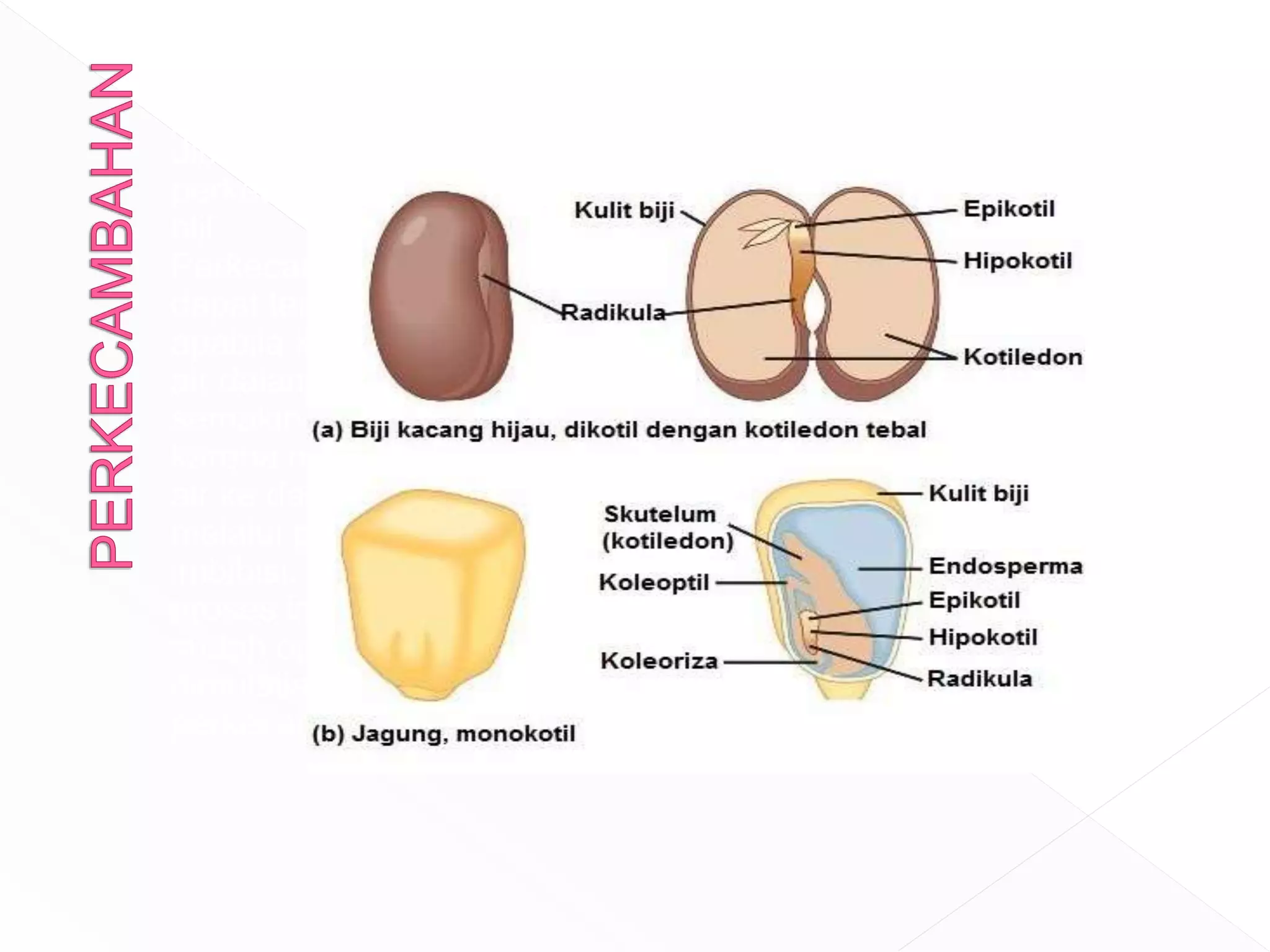 Pertumbuhan_Perkembangan_pada_Tumbuhan.pptx