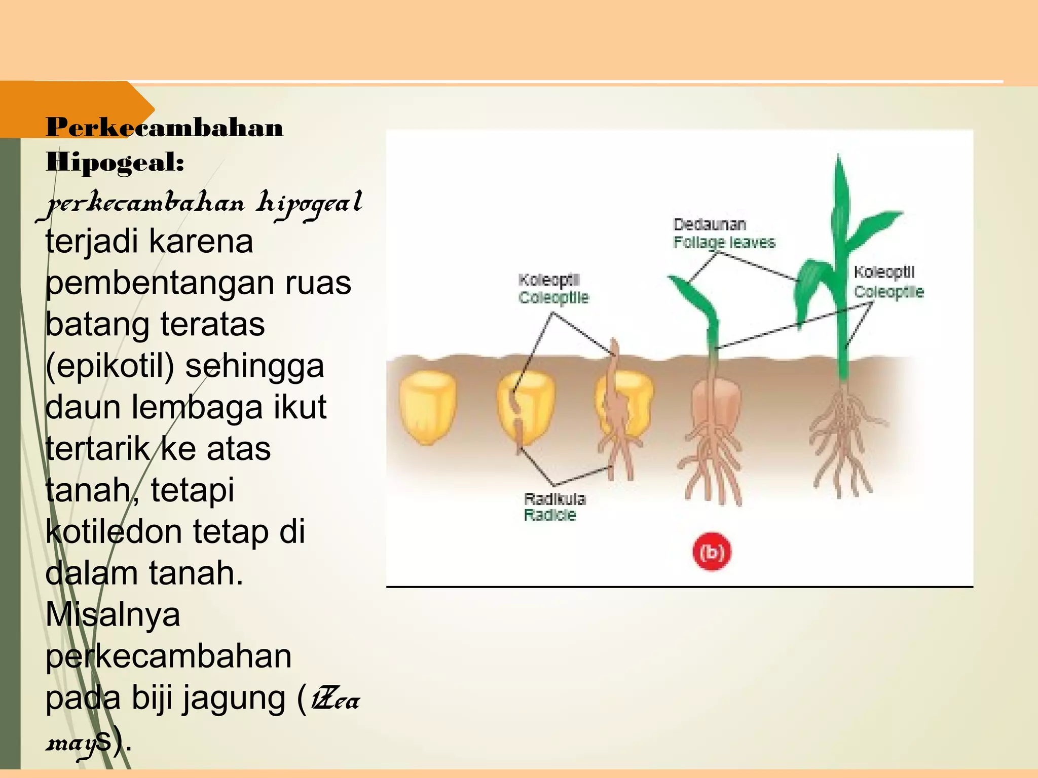 Pertumbuhan perkembangan tumbuhan | PPT