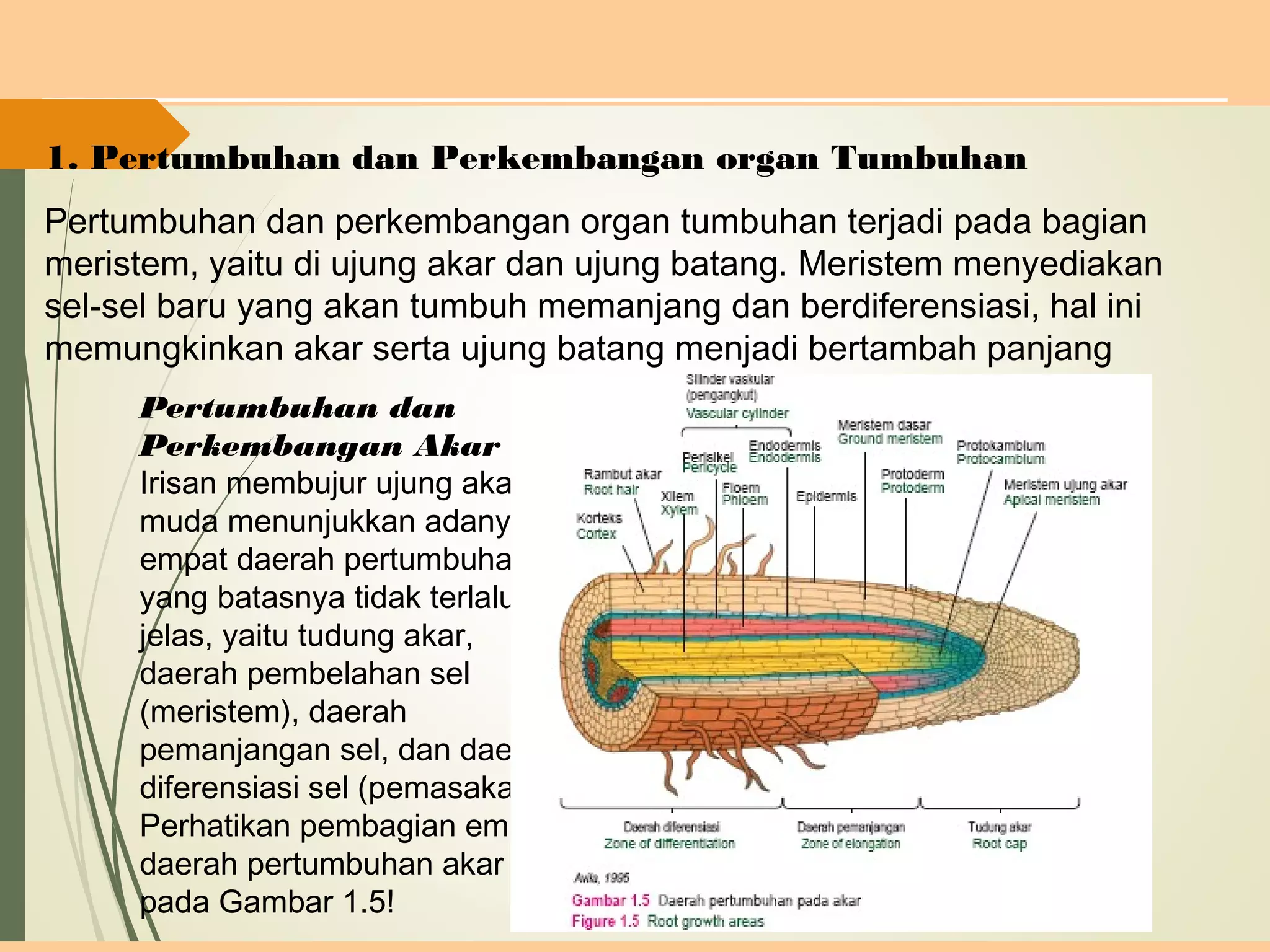 Pertumbuhan perkembangan tumbuhan | PPT