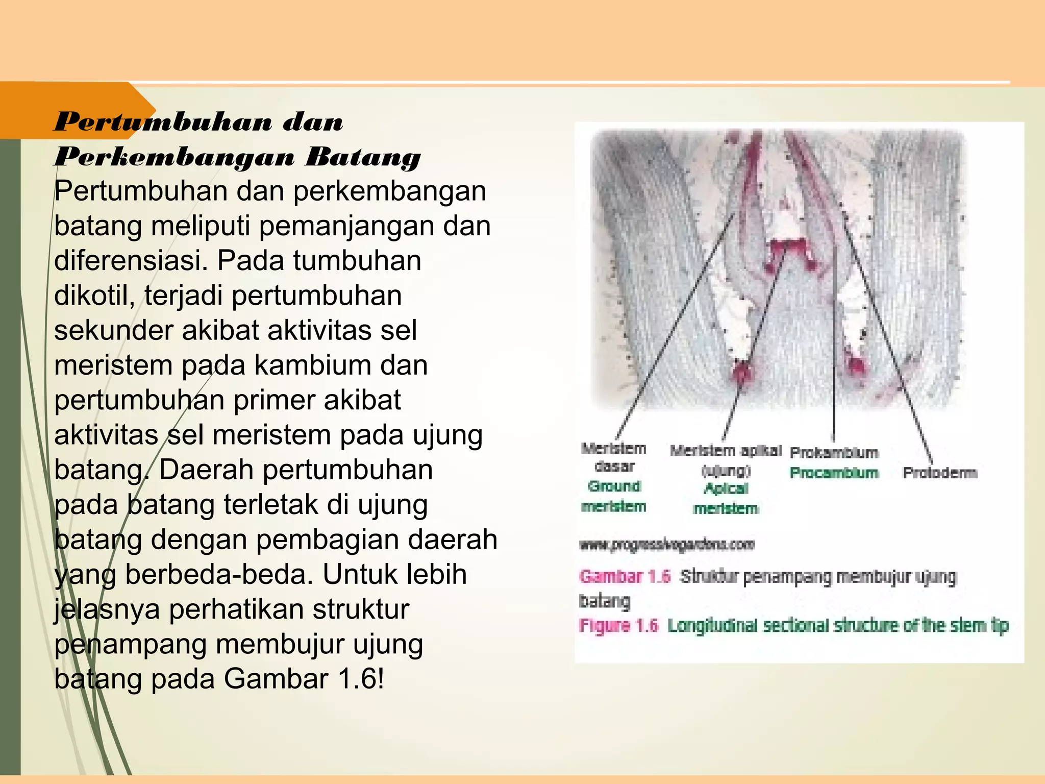 Pertumbuhan perkembangan tumbuhan | PPT