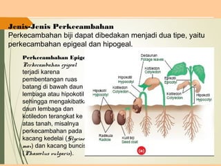 Pertumbuhan perkembangan tumbuhan | PPT