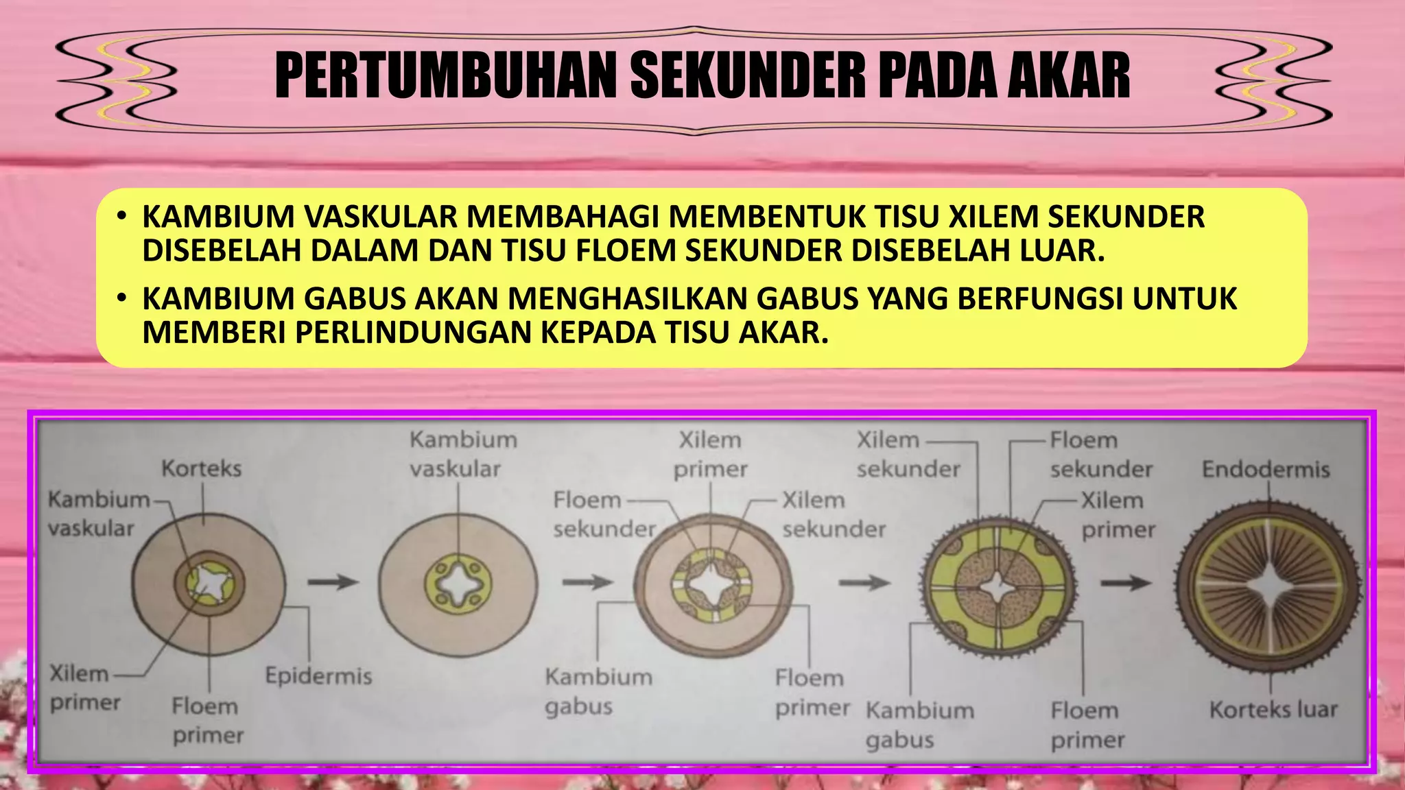 Pertumbuhan primer dan sekunder tumbuhan | PPTX