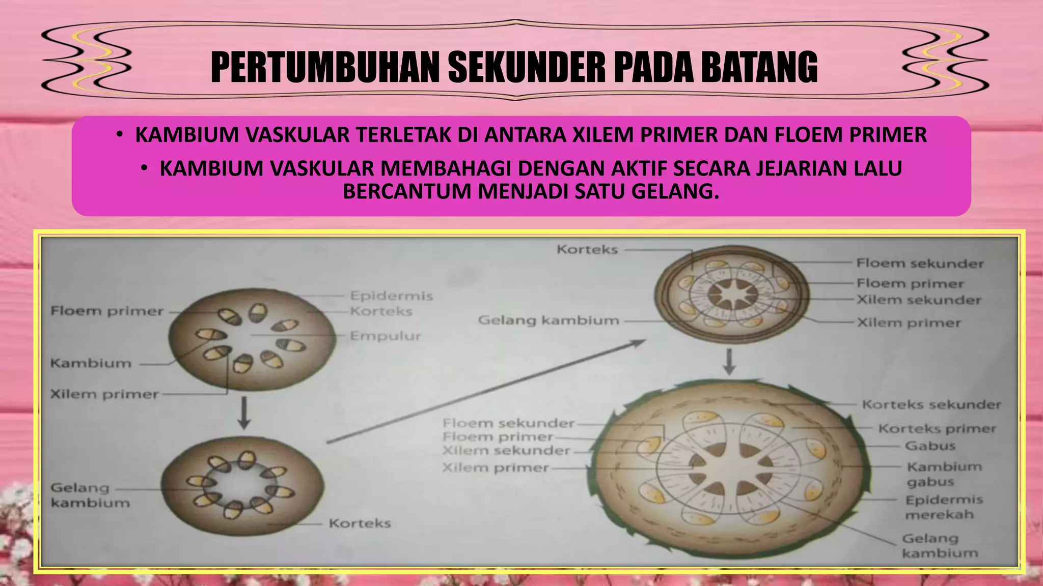 Pertumbuhan primer dan sekunder tumbuhan | PPTX