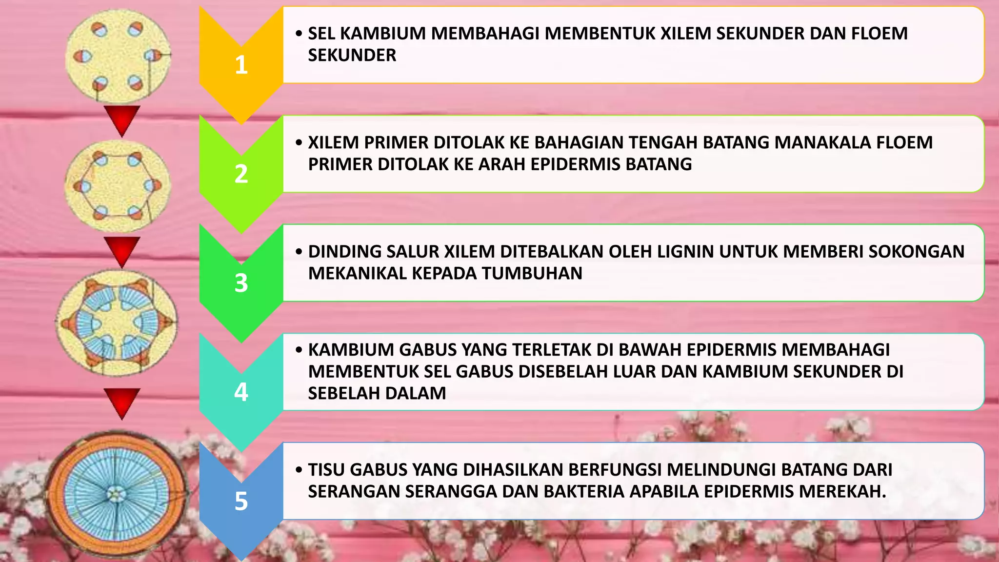 Pertumbuhan primer dan sekunder tumbuhan | PPTX