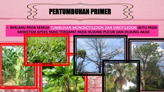 Pertumbuhan primer dan sekunder tumbuhan | PPTX