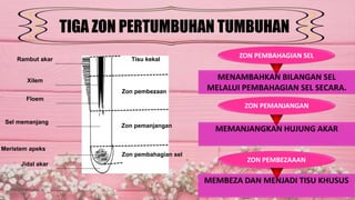 Pertumbuhan primer dan sekunder tumbuhan | PPTX