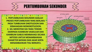 Pertumbuhan primer dan sekunder tumbuhan | PPTX