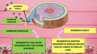 Pertumbuhan primer dan sekunder tumbuhan | PPTX