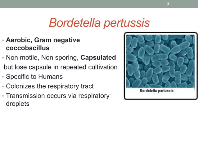 Pertusis (Whooping cough) by Sunil Kumar Daha | PPTX | Infectious ...
