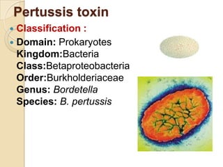 Pertussis | PPTX