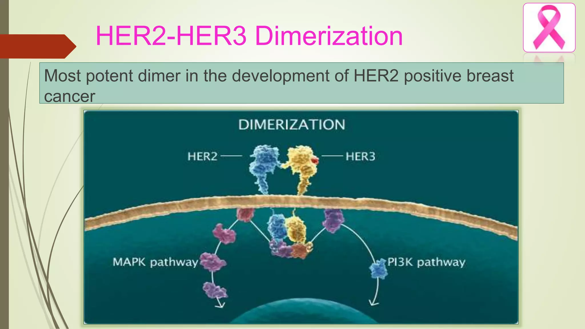Pertuzumab: A novel humanized mAb for the treatment of HER2 positive ...