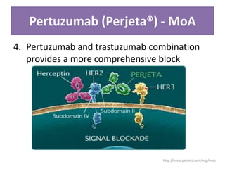 Pertuzumab Mechanism Of Action