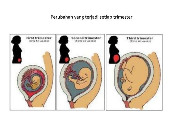 Perubahan anatomi dan adaptasi fisiologi ibu hamil