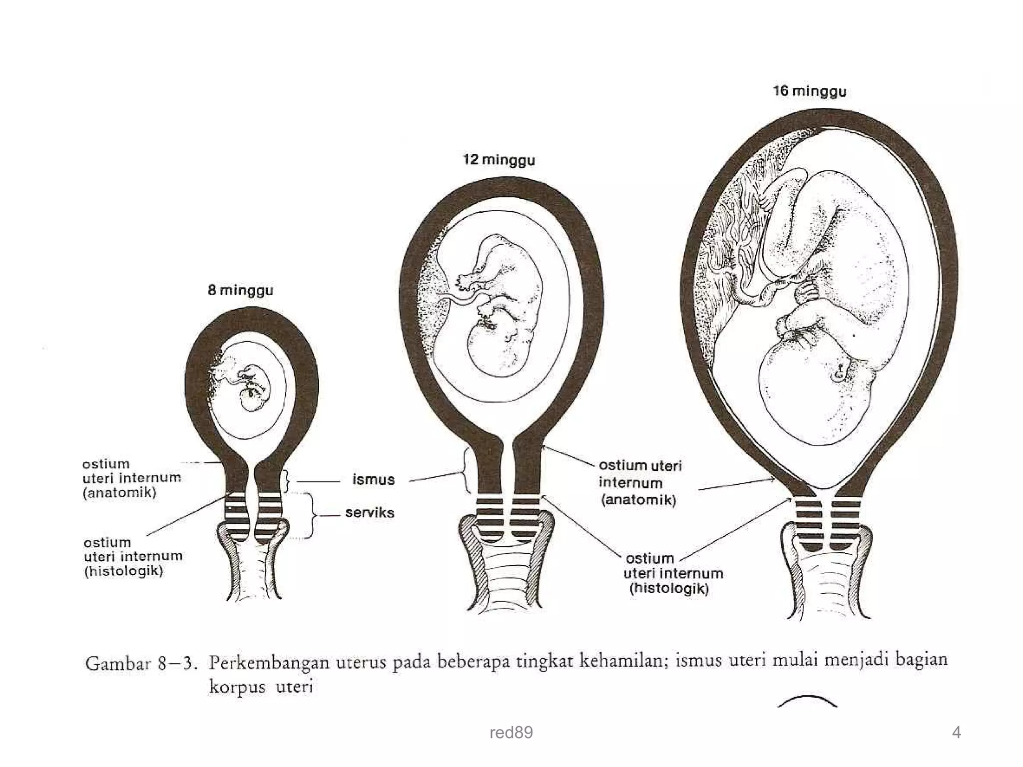 Perubahan anatomik fisiologik pada wanita hamil[hj d] | PPT