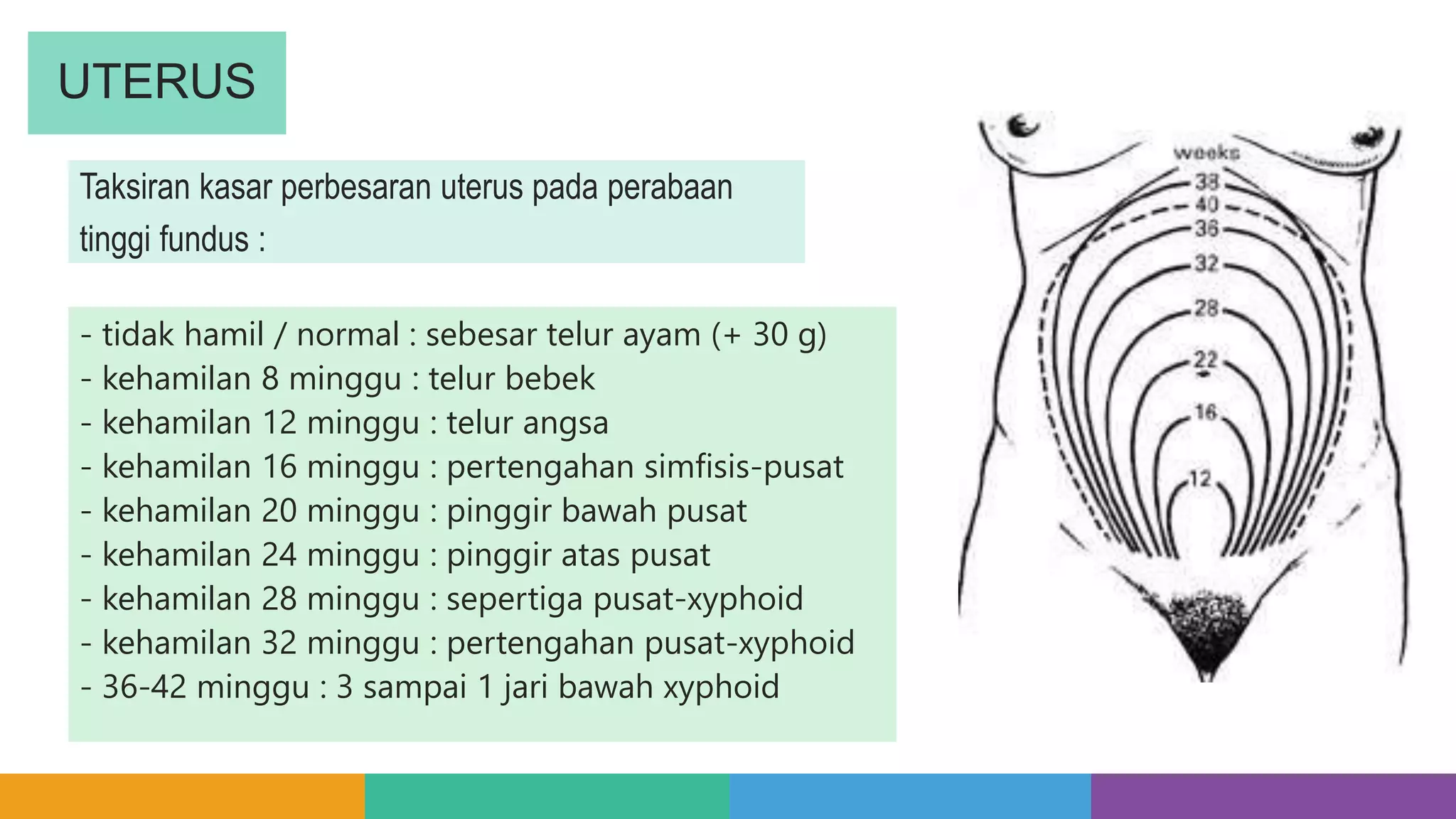 Perubahan Anatomi dan Adaptasi Fisiologi Kehamilan | PPTX