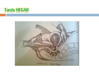 Perubhn fisio dlm kehmlan | PPT
