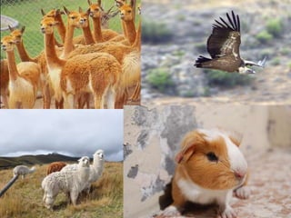 Peru ingles | PPTX