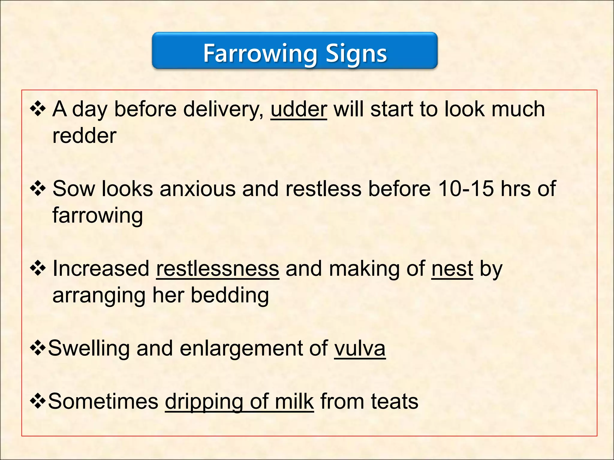Perumal care and management of pregnant sow | PPTX