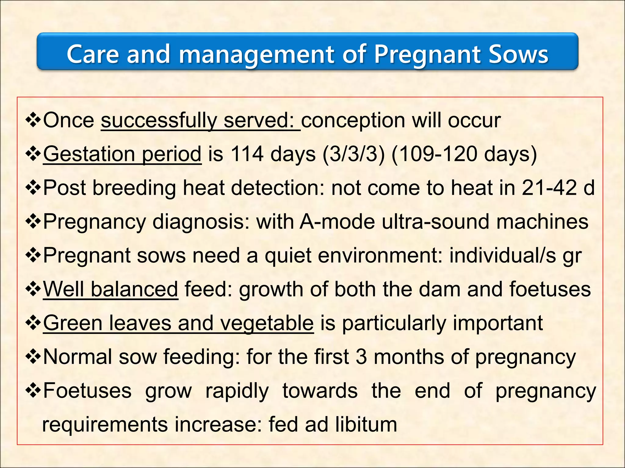 Perumal care and management of pregnant sow | PPTX