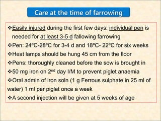 Perumal care and management of pregnant sow | PPTX