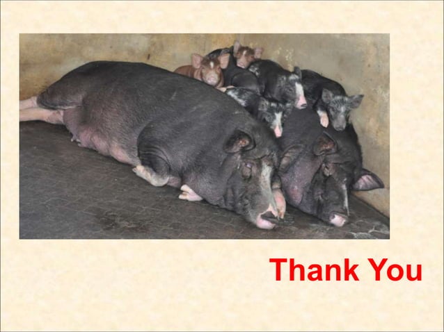 Perumal care and management of pregnant sow | PPTX