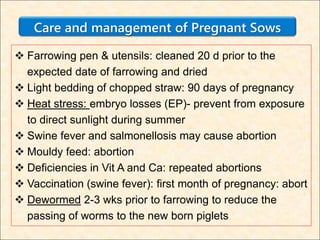 Perumal care and management of pregnant sow | PPTX