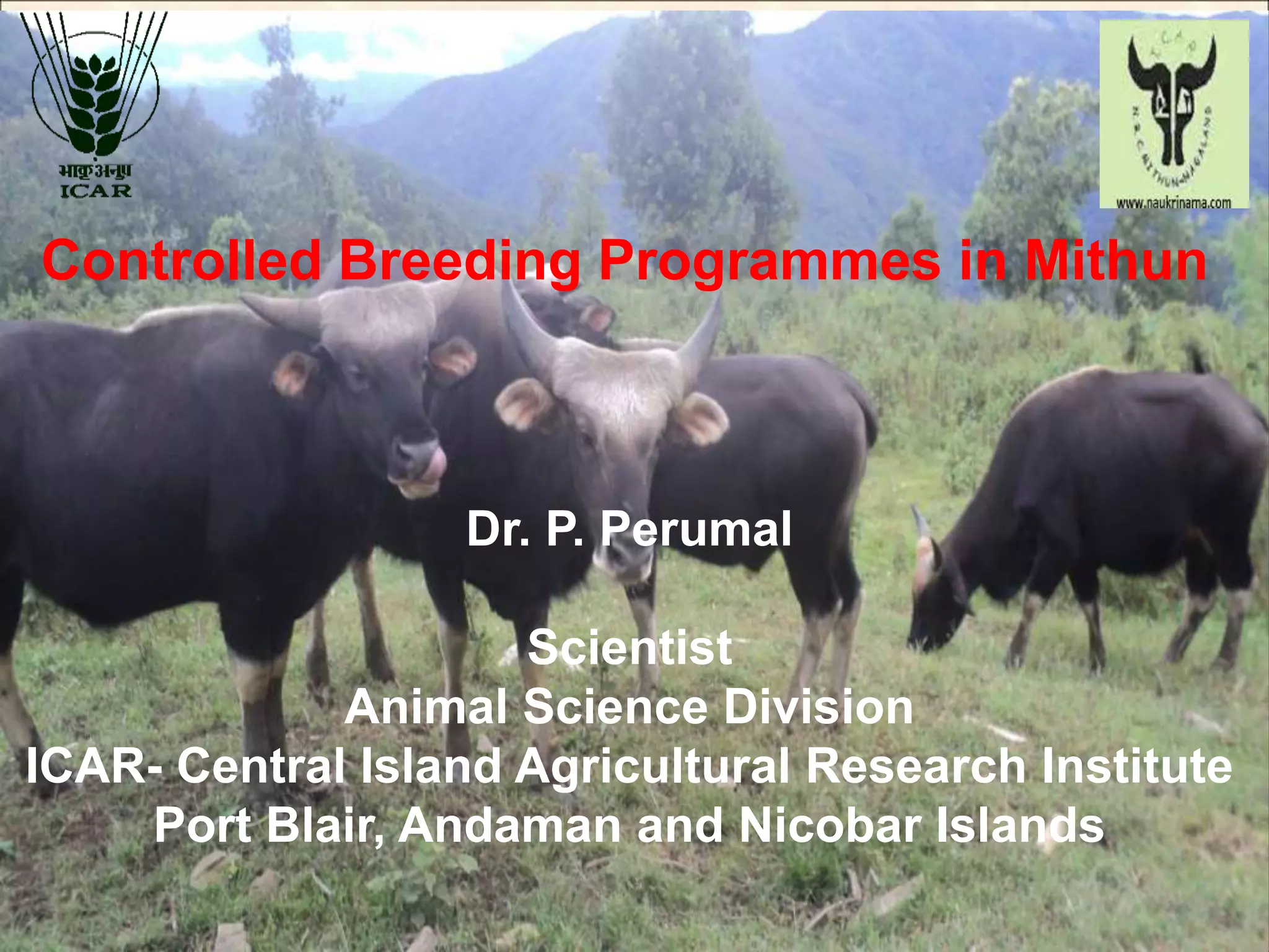 Perumal controlled breeding in mithun | PPTX