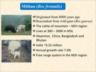 Perumal controlled breeding in mithun | PPTX