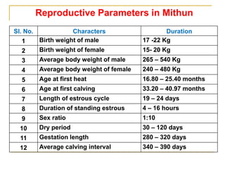 Perumal reproductive management in mithun | PPT