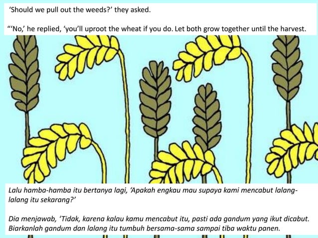 Perumpamaan tentang Lalang dan Gandum.pdf