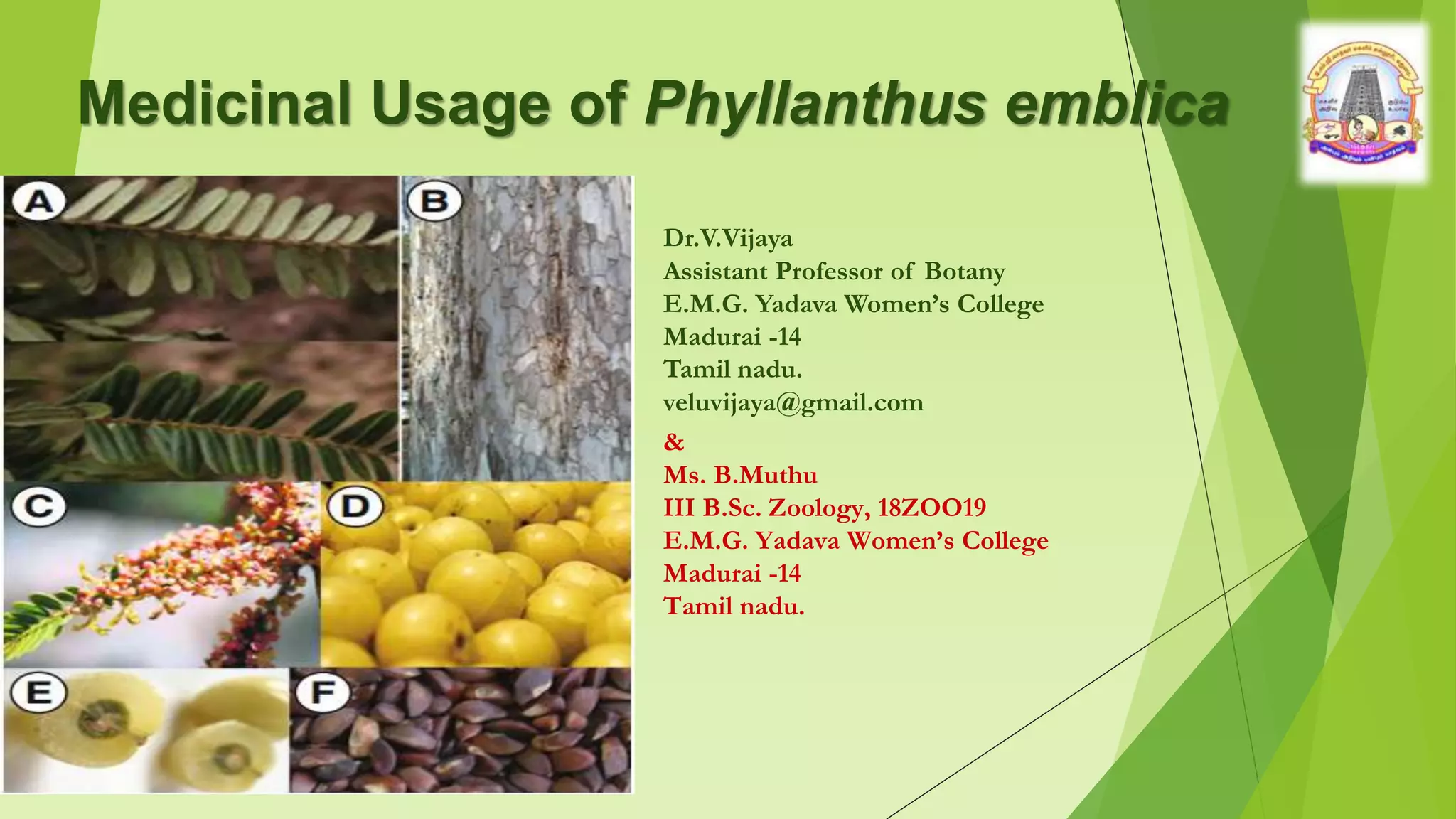 Medicinal Usage of Phyllanthus emblica. Dr.V.Vijaya, Assistant ...