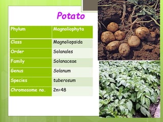 Solanaceae - Parvin Mammadova | PPTX